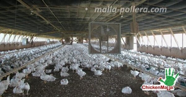 CHICKENMALLA: La mejor opción para la avicultura. - Malla Pollera
